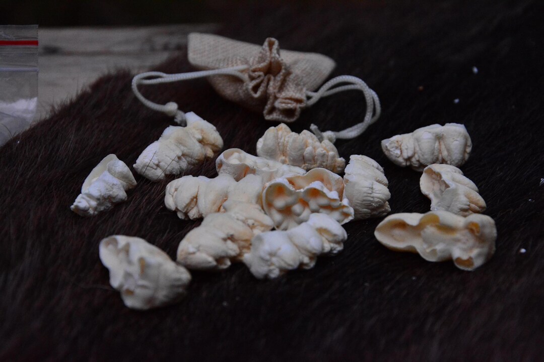 10x Molar Teeth, Real Animal Teeth, Deer Teeth Present, Home Decor, for ...
