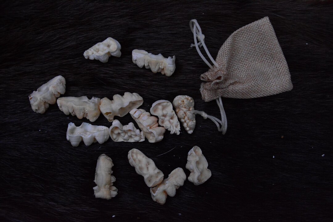 Molar Teeth, Real Animal Teeth, Deer Teeth Present, Home Decor, for ...