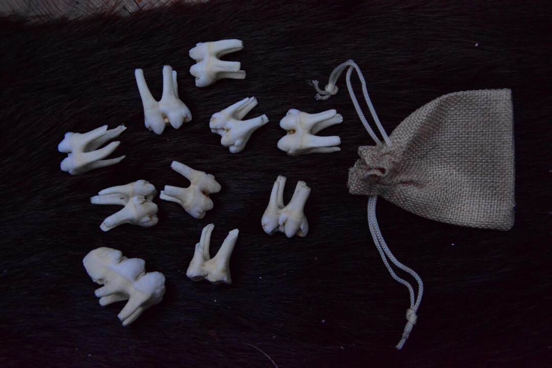 10x Big Molar Teeth, Real Animal Teeth, Deer Teeth Present, Home Decor ...