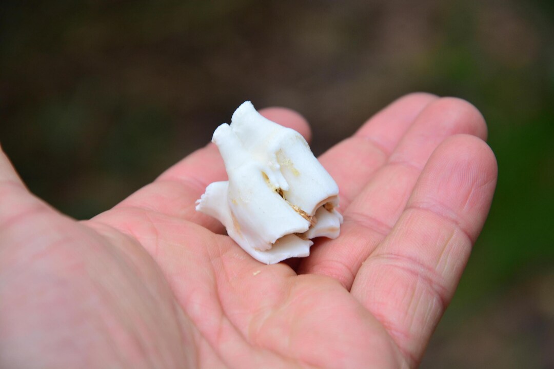 SINGLE Red Deer Tooth, Animal Teeth, Deer Teeth Present, Home Decor ...
