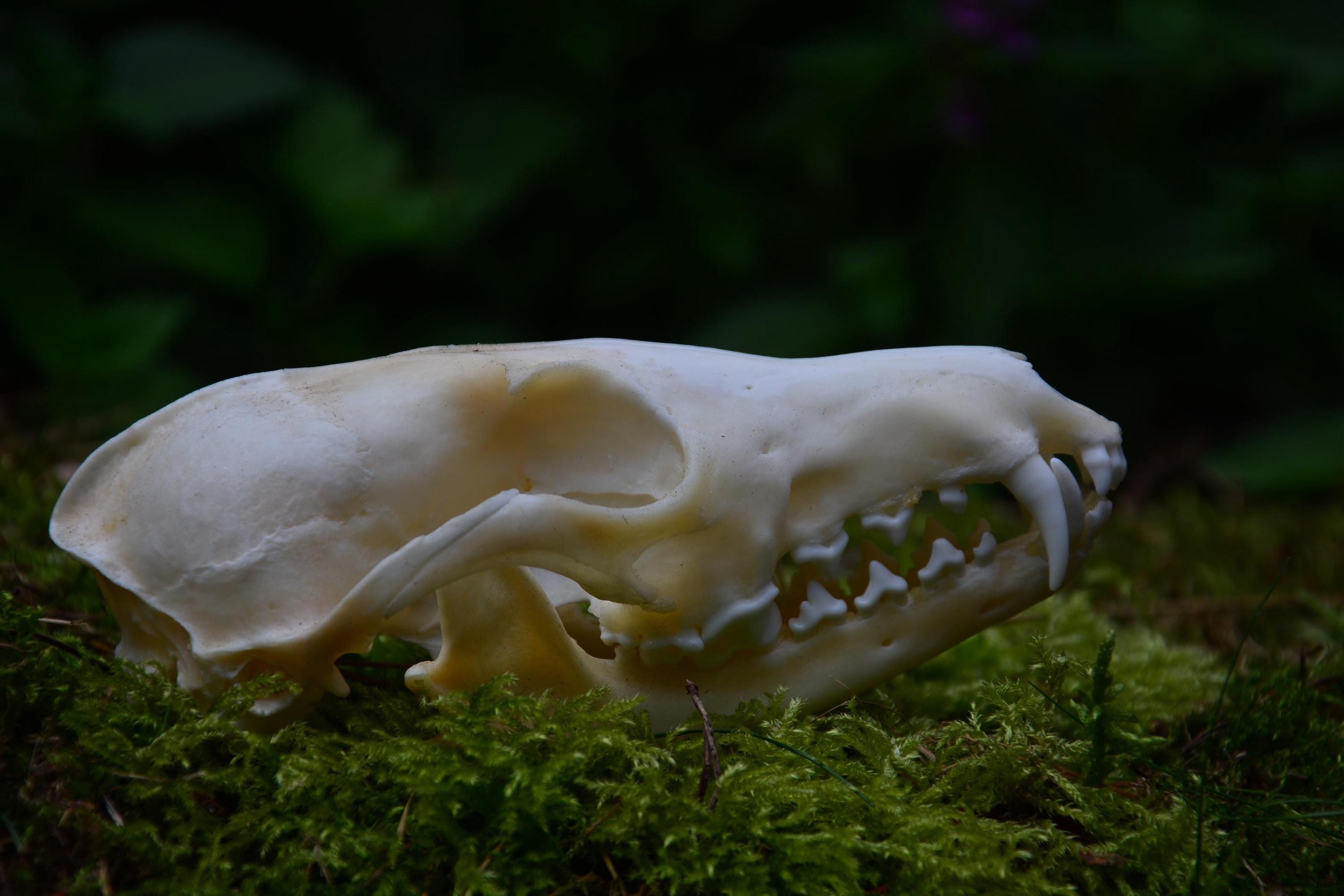 FOX Skull Natural Fox Skull From Central Europe, Curiosity, for ...