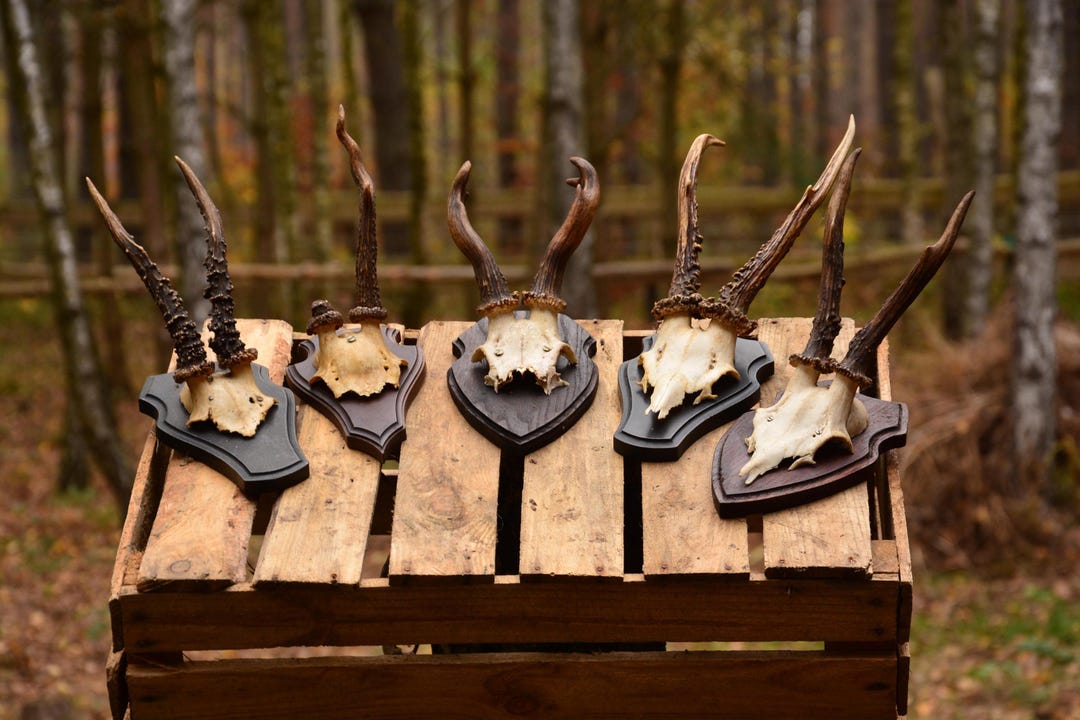 Authentic Roe Deer Trophy, on Wooden Board, Perfect for Office, Home ...