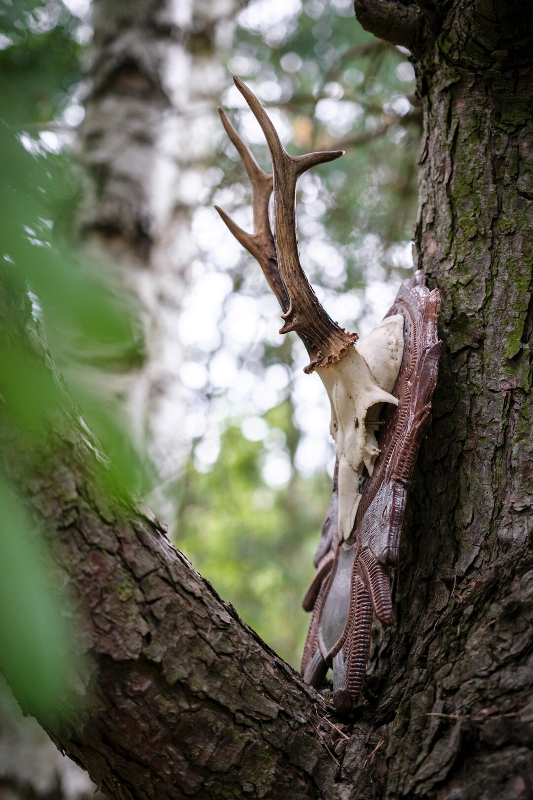 Real Roe Deer Skull Capreolus Capreolus, Coming From Central Europe ...