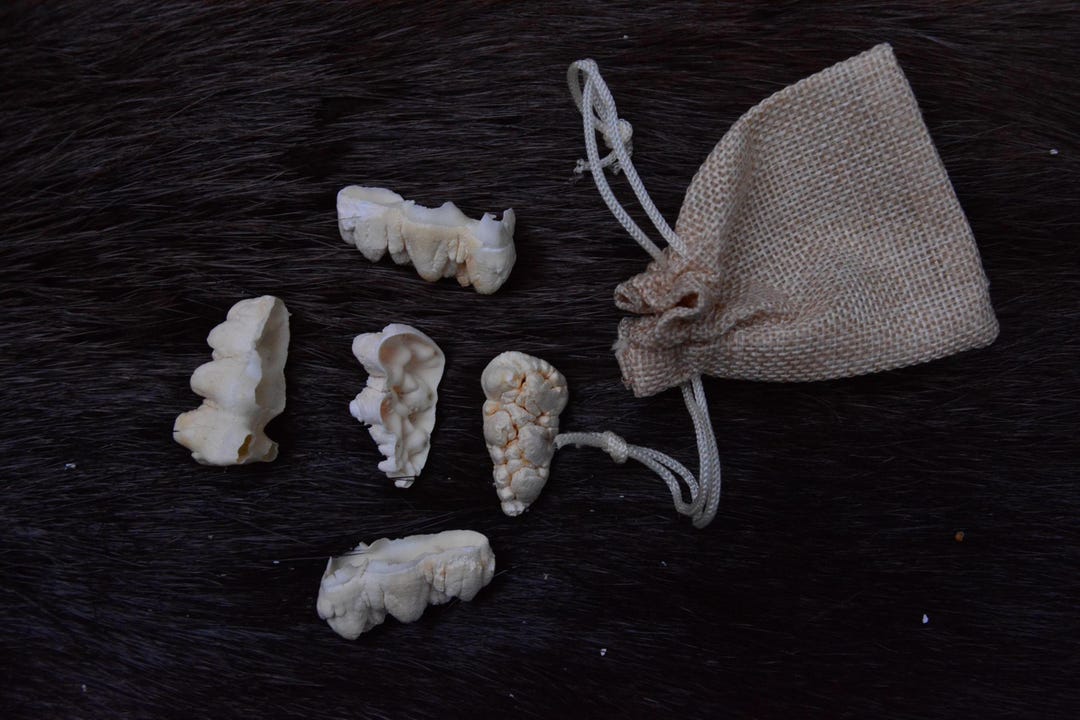 5x Molar Teeth, Real Animal Teeth, Deer Teeth Present, Home Decor, for ...