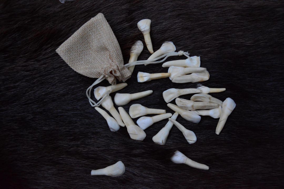 Natural COW Teeth Cow Incisors, Cow Tooth, Cow Teeth Necklace, Home ...