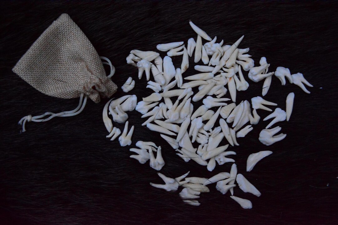 MIX of Teeth, Real Animal Teeth, Deer Teeth Present, Home Decor, for ...