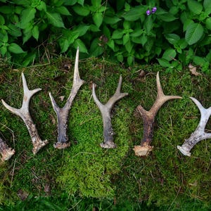 ONLY Naturally Dropped, Roe Deer Antler, Euroepan Species, DIY, Crafts ...