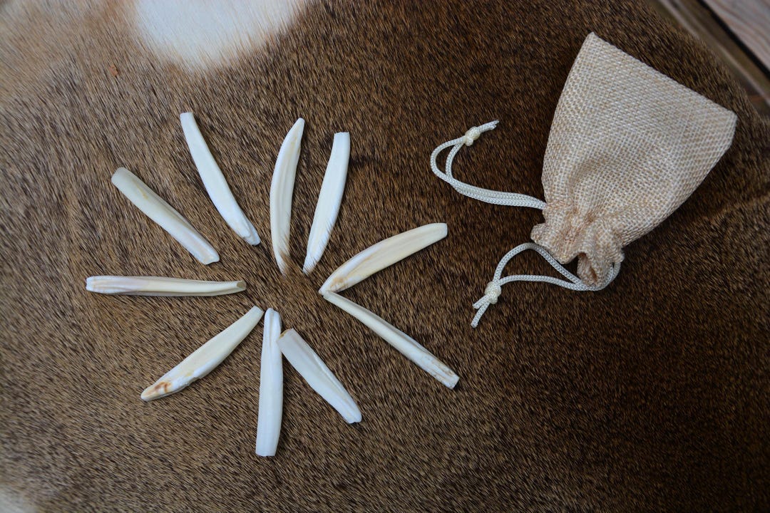 10x Real Animal Teeth, Tooth, Deer Teeth Collectibles, Gift for Nature ...