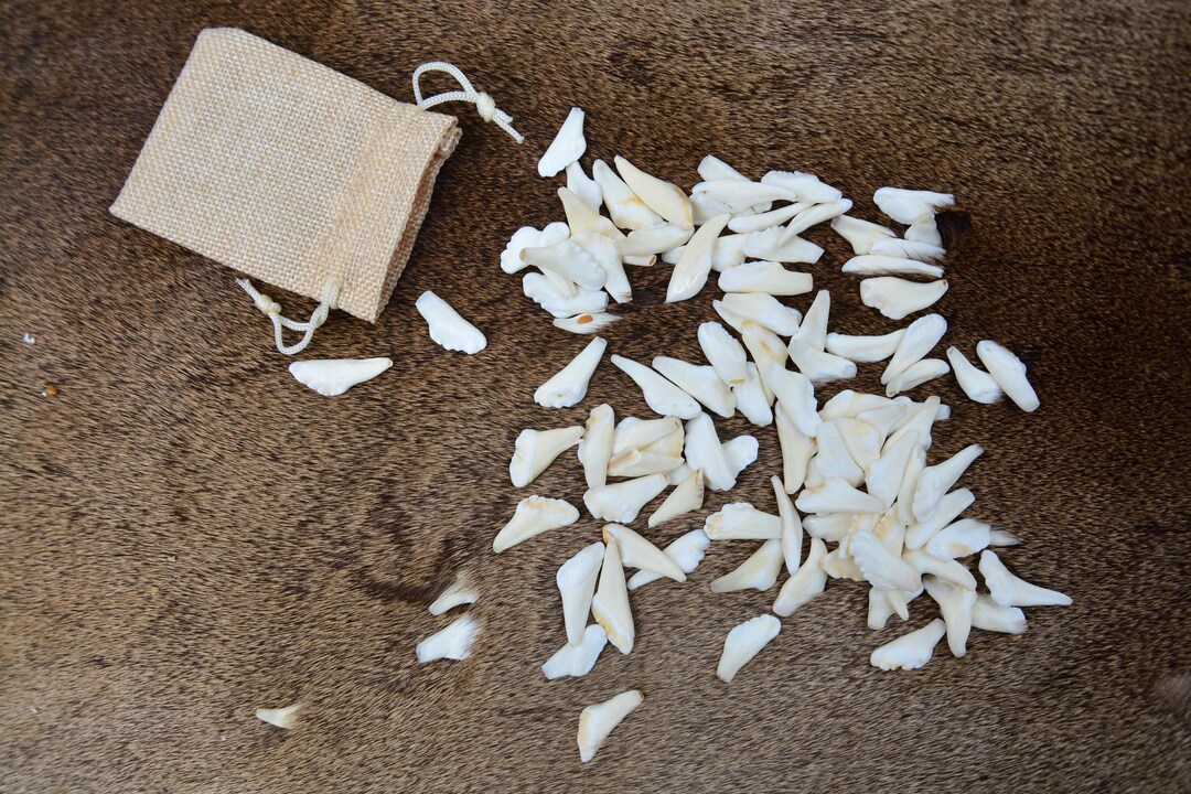 Triangular-shaped Animal Teeth for Jewelry & Crafting Natural Forest ...