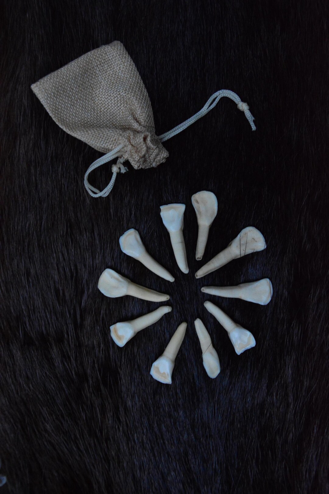 10x Natural COW Teeth Cow Incisors, Cow Tooth, Cow Teeth Necklace, Home ...