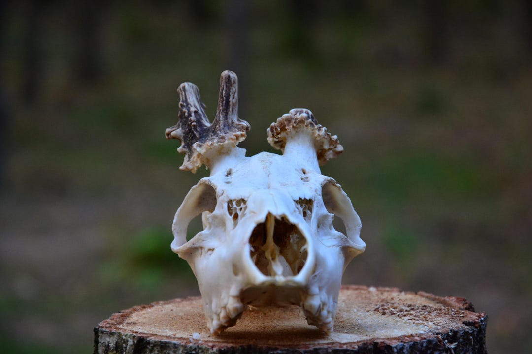 FREAK Roe Deer Skull With Beautiful Antlers Natural European Decor ...