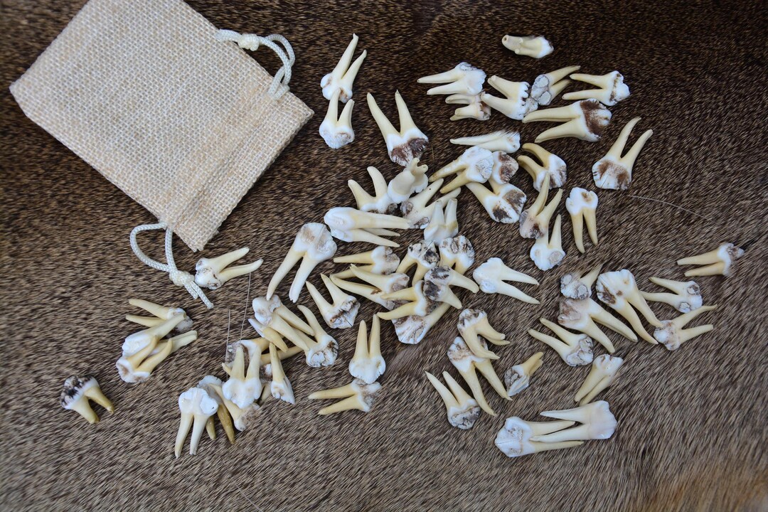 Molar Teeth, Real Animal Teeth, Deer Teeth Present, Home Decor, for ...