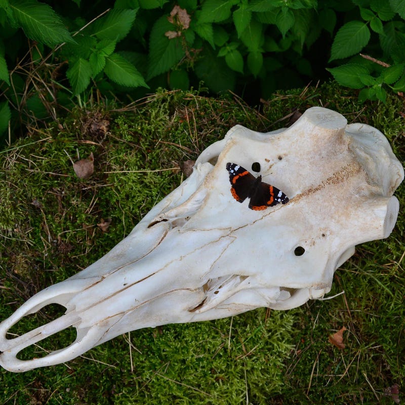 Real Animal Skull - Etsy