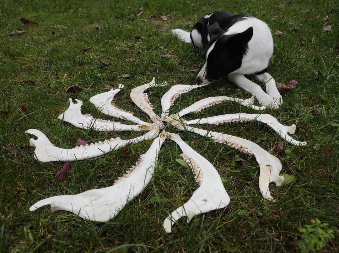 Real Red Deer Jawbone (cervus Elaphus), Ethically Sourced Craft Supply ...