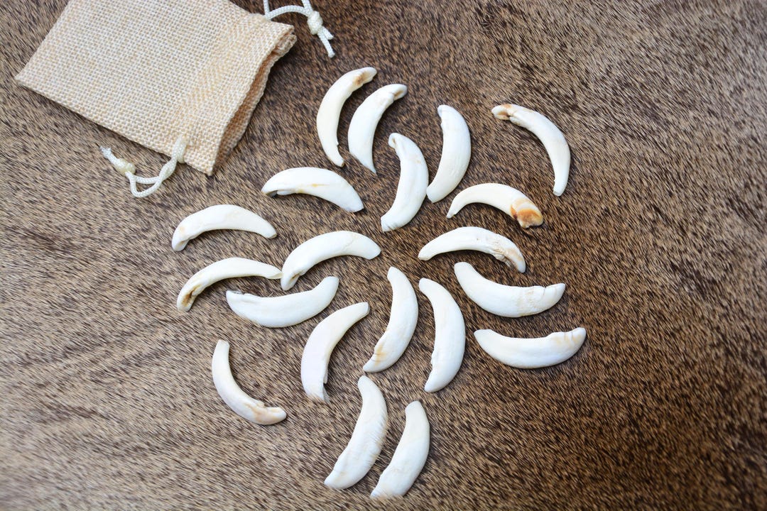 20x Half-moon Shaped Teeth, Real Animal Teeth, Tooth, Deer Teeth ...