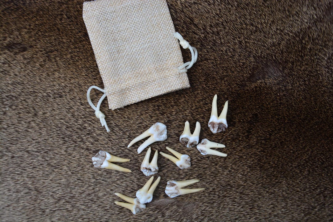 10x Molar Teeth, Real Animal Teeth, Deer Teeth Present, Home Decor, for ...