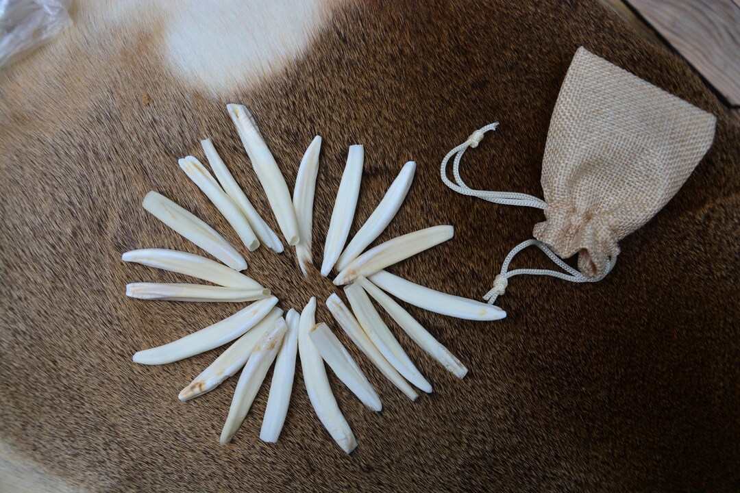 20x Real Animal Teeth, Tooth, Deer Teeth Collectibles, Gift for Nature ...