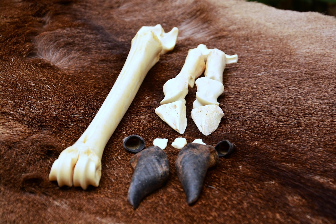 Deer Leg Bones With Hoof, Set From Red Deer, (cervus Elaphus), of ...