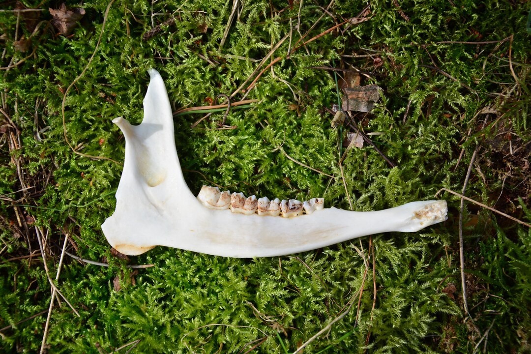 Natural Roe Deer Jawbone, Deer Jaw, Real Animal Skull Part, DIY, for ...