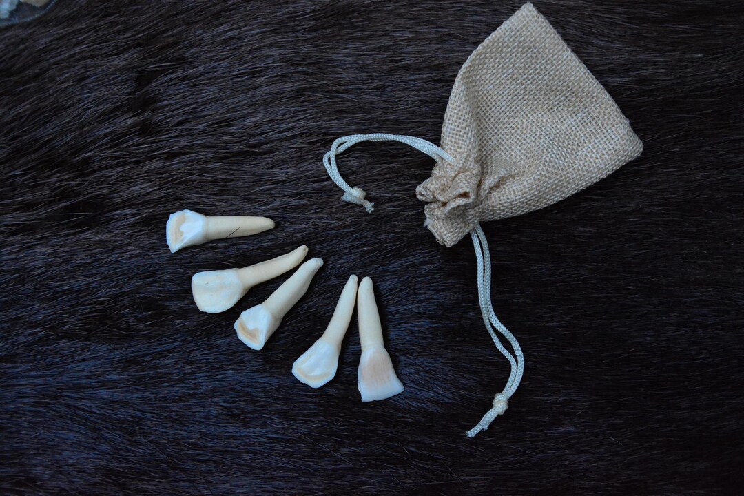 5x Natural COW Teeth Cow Incisors, Cow Tooth, Cow Teeth Necklace, Home ...