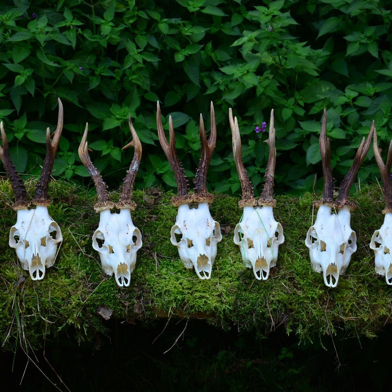 Real Animal Skull - Etsy