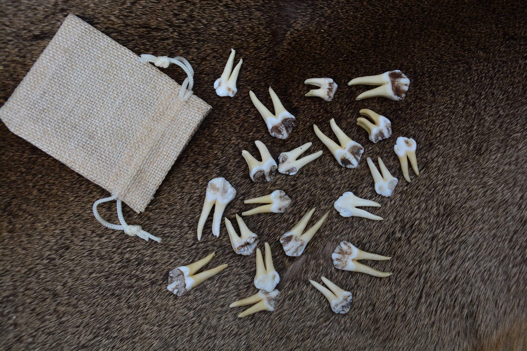 20x Molar Teeth, Real Animal Teeth, Deer Teeth, Present, Home Decor ...