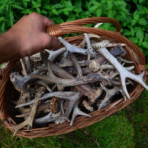 ONLY Naturally Dropped, Roe Deer Antler, Euroepan Species, DIY, Crafts ...