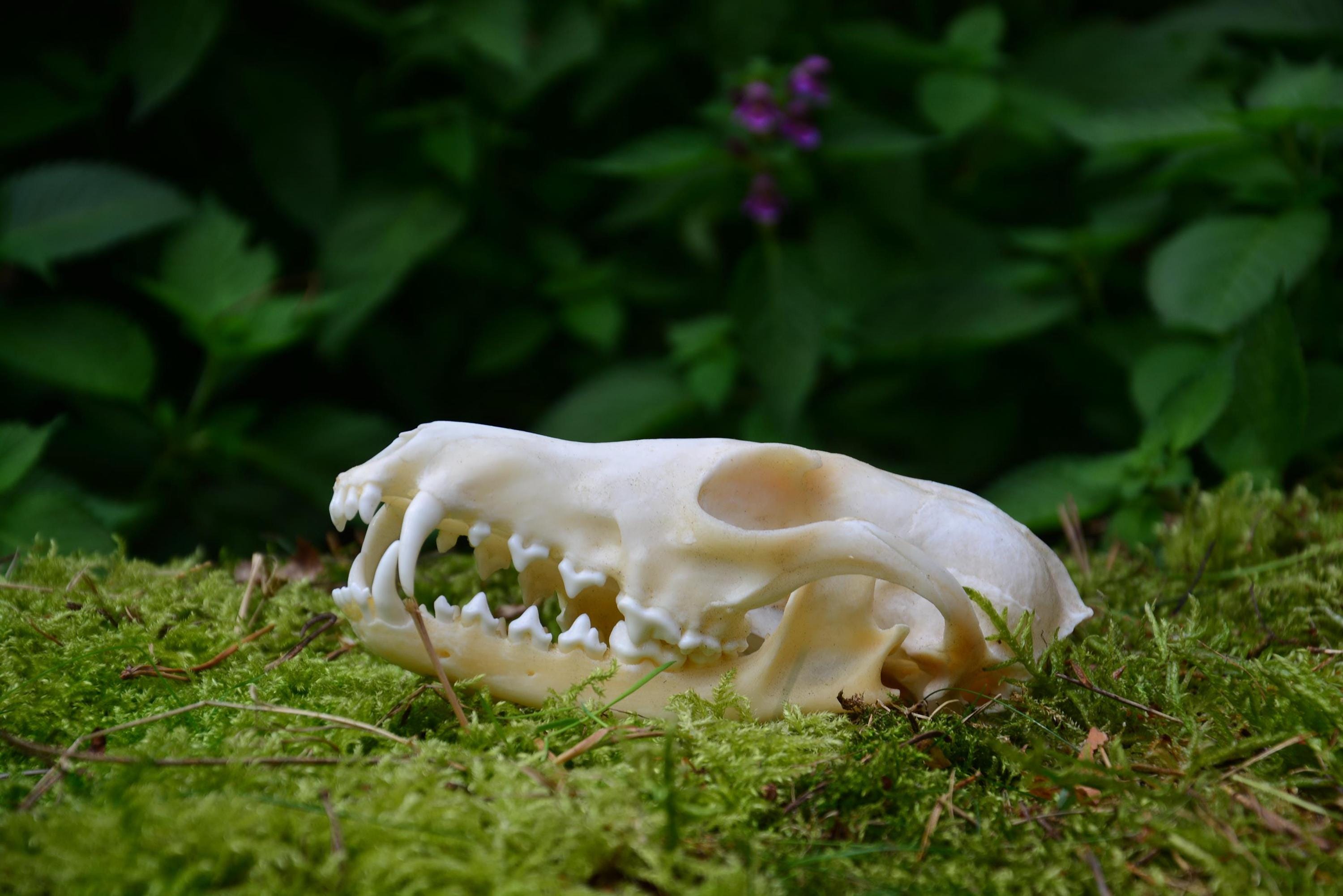 FOX Skull Natural Fox Skull From Central Europe, Curiosity, for ...