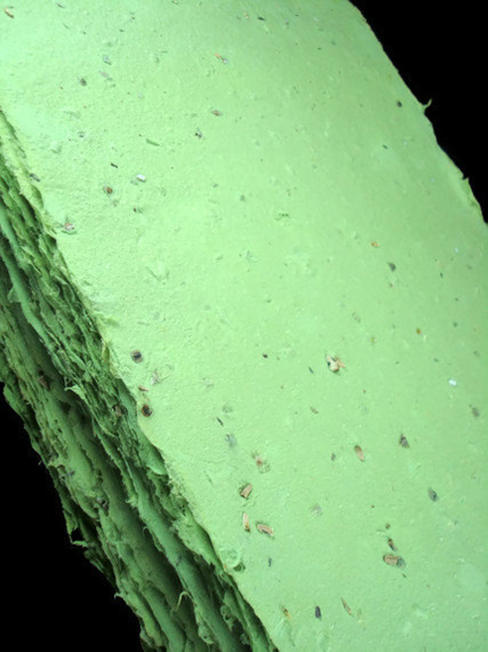 8.5x11 Inches Seed Paper Sheets Avocado 10 Sheets - Etsy