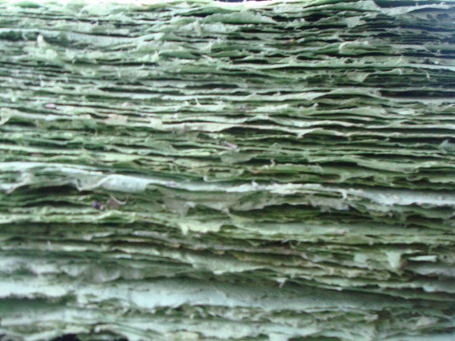 8.5x11 Inches Seed Paper Sheets Avocado 10 Sheets - Etsy