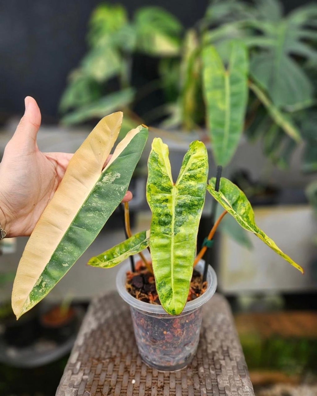 2 Philodendron Billietae Variegated Cutt - Etsy