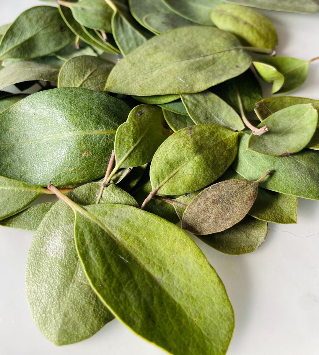 Dried Manzanita Leaf - Etsy