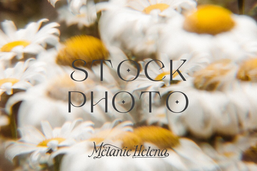 Hazy Daisies Abstract Photo, Real Photo, Abstract Background, Flower ...