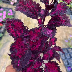 4 Different Random Coleus Plants / Houseplant/ Annual Plant / Plant ...
