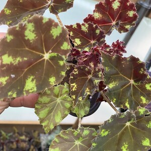 Rhizomatous Begonia "tiger Kitten" Begonia Rooted Houseplant - Etsy