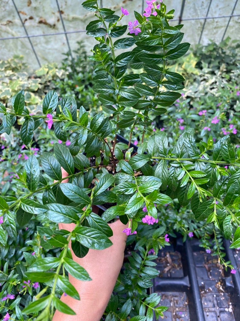 Mexican Heather Live Plant / 4 Pot / Cuphea Purple Flower / Floriglory ...