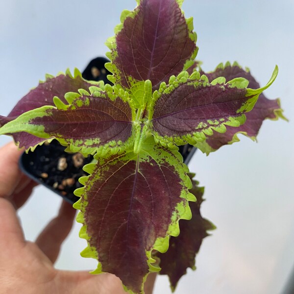 Coleus - Etsy