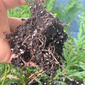 Rooted Starter Plant Green Giant Tree / Arbovitae Thuja / Ship Bare ...