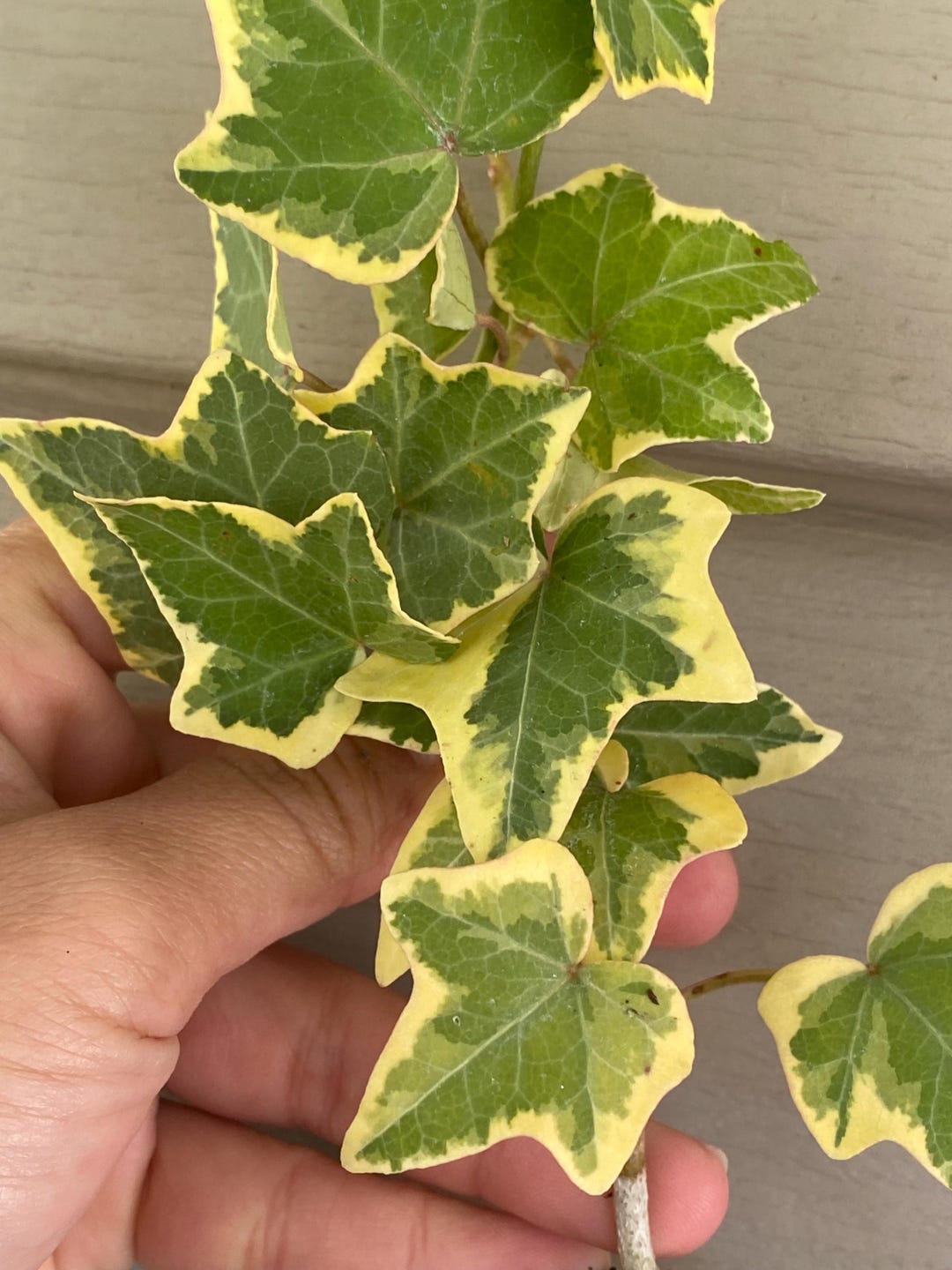 FOR SALE Variegated English Ivy 1 Rooted Plug / Live Houseplant - Etsy