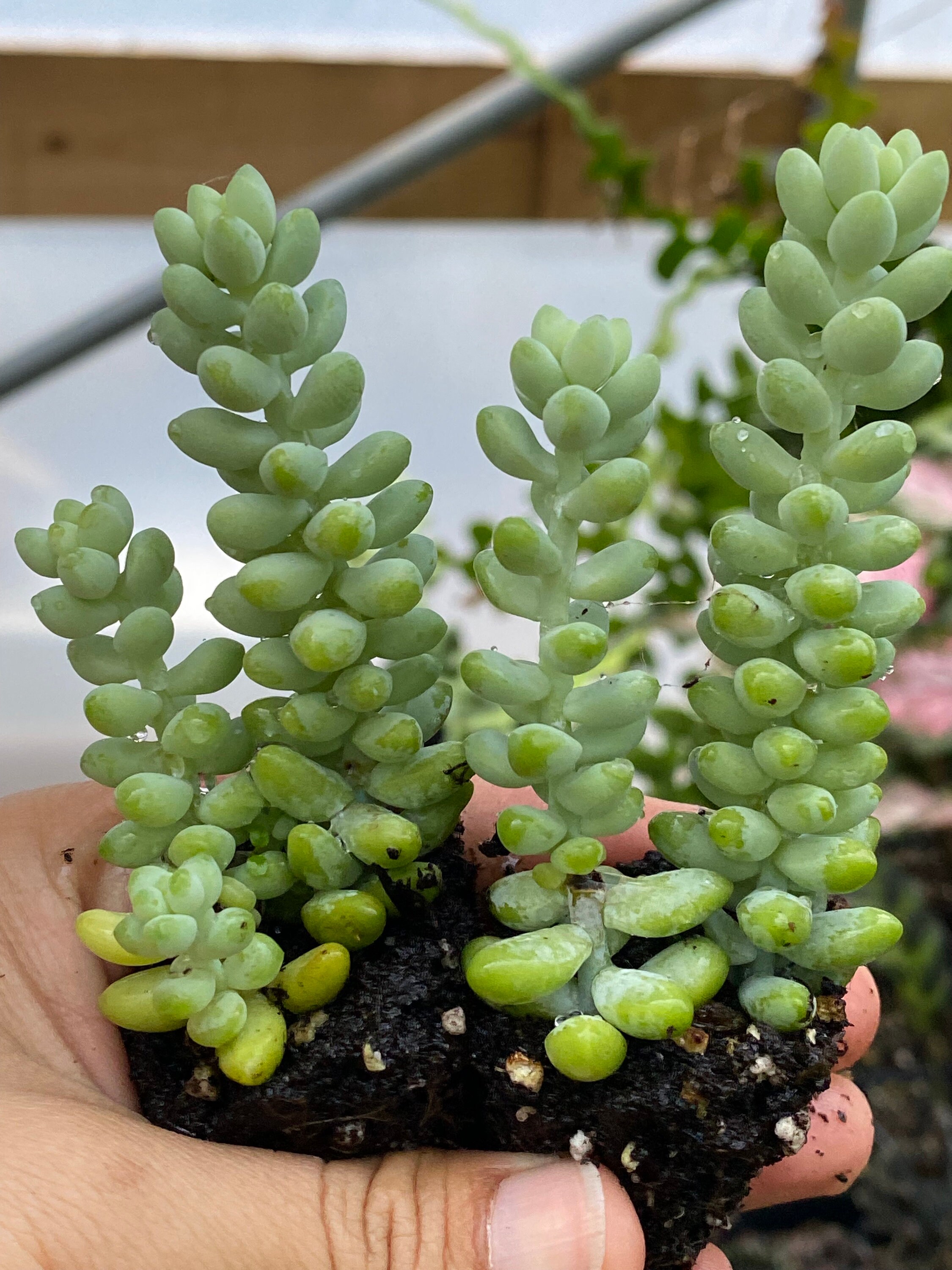 2 Plugs Burros Tails Succulents Rooted Cuttings/ Succulents Live Plant ...