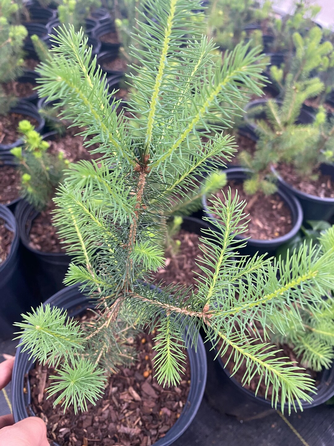 Norway Spruce Live Seedling Trees, Over 2 Years Old, Ship Without Pot ...