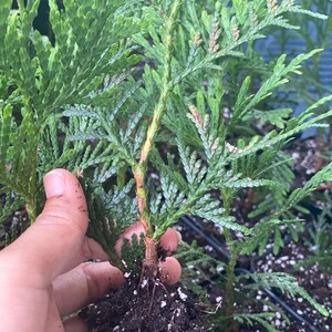 Rooted Starter Plant Green Giant Tree / Arbovitae Thuja / Ship Bare ...