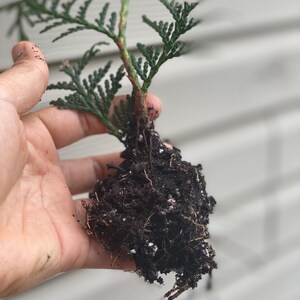 Rooted Starter Plant Green Giant Tree / Arbovitae Thuja / Ship Bare ...
