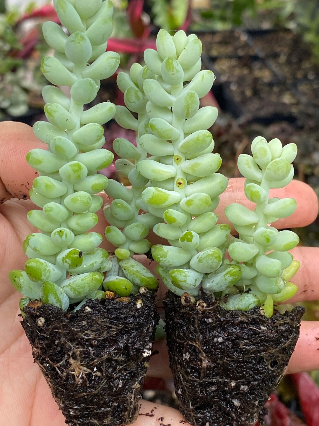 2 Plugs Burros Tails Succulents Rooted Cuttings/ Succulents Live Plant ...
