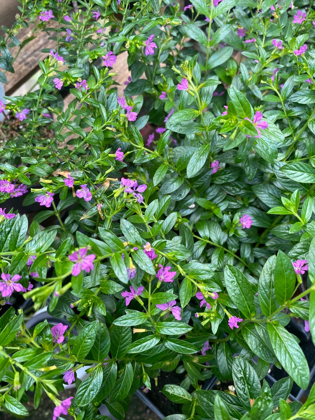 Mexican Heather Live Plant / 4” Pot / Cuphea Purple Flower / Floriglory ...