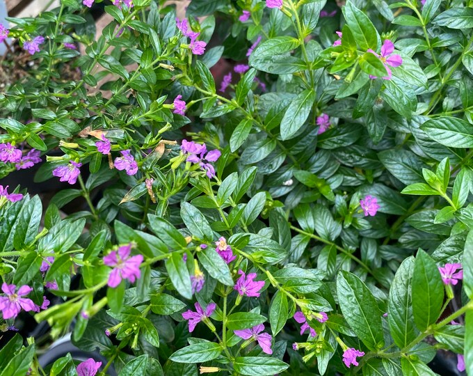 Mexican Heather Live Plant / 4” Pot / Cuphea Purple Flower / Floriglory ...
