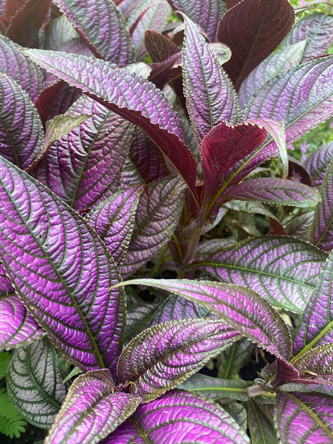 Puple Persian Shield Live Plant / Ship Without Pot/ Houseplants / Plant ...