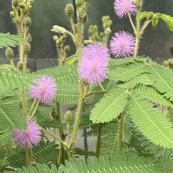 Sensitive Plant - Etsy
