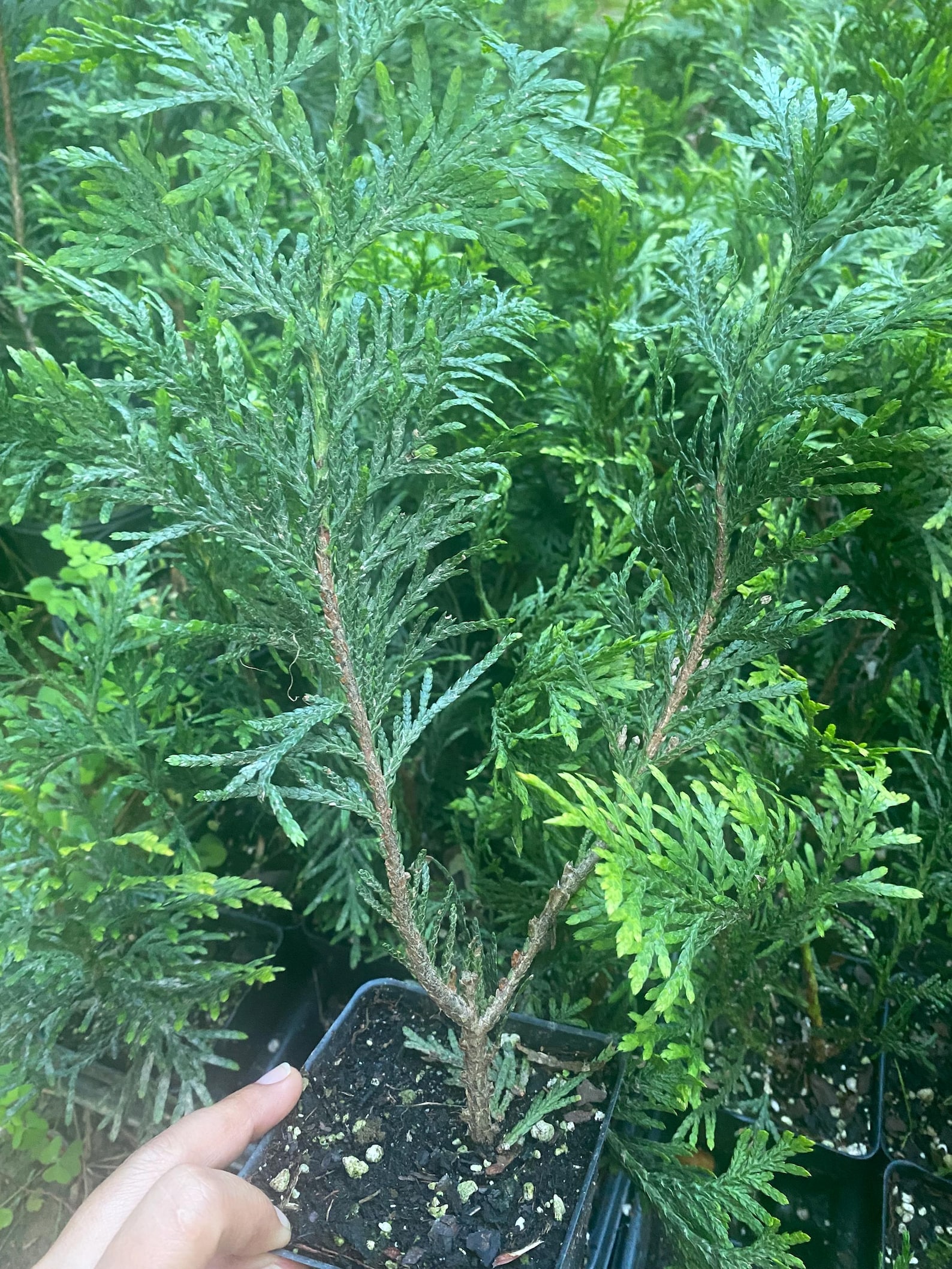 Rooted Plant Green Giant Tree / Arbovitae Thuja / Ship Bare Root - Etsy