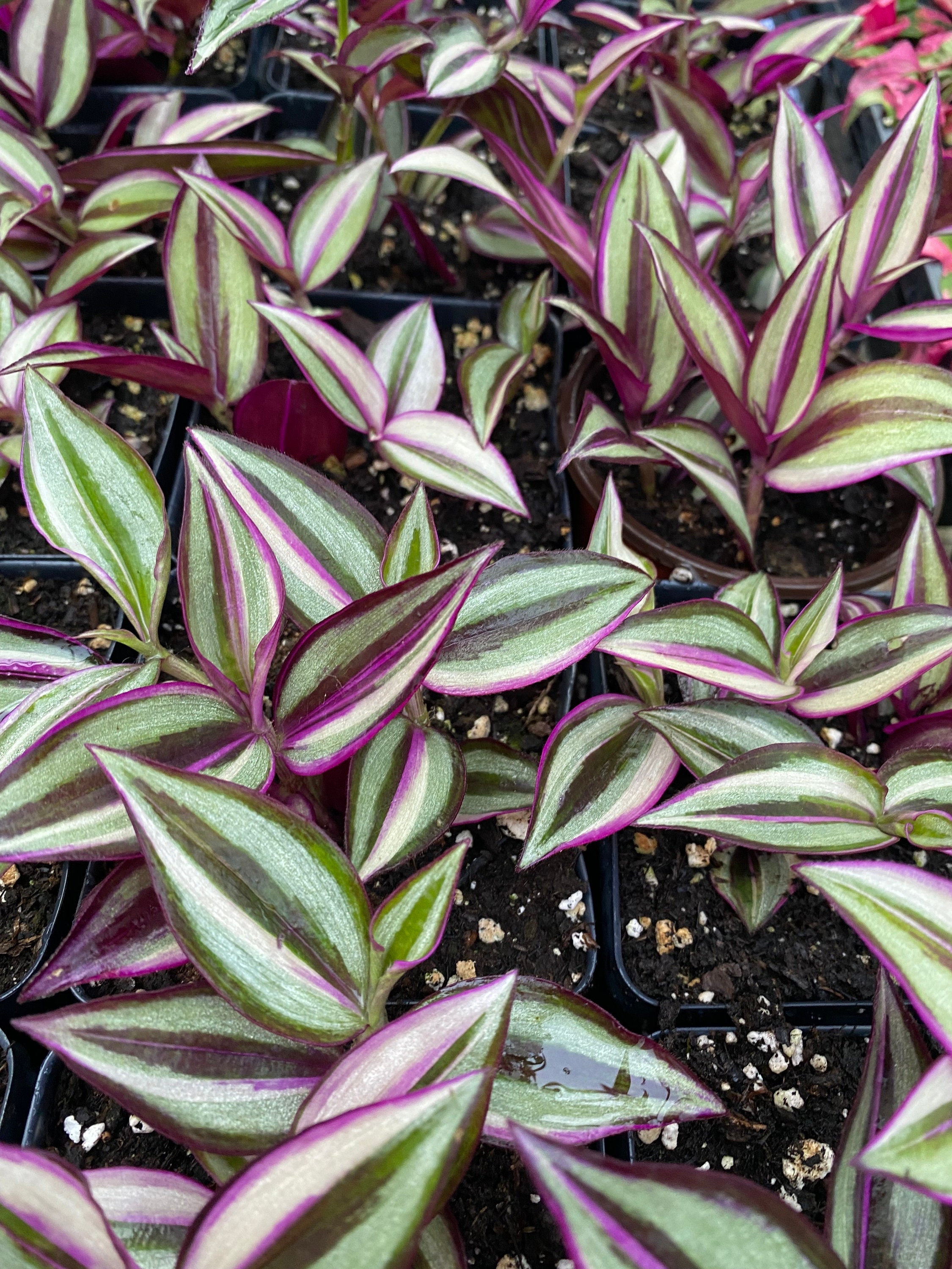 Tradescantia Quadricolor Live Houseplant/ Rare Plant Collection ...